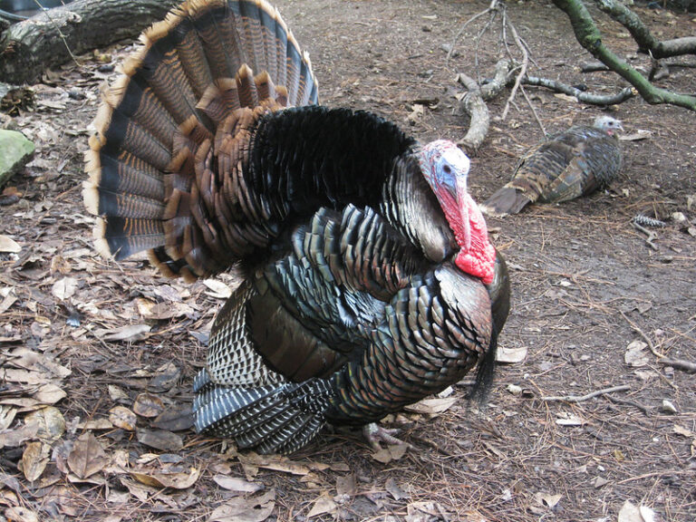 Where Should You Aim When Shooting Turkeys