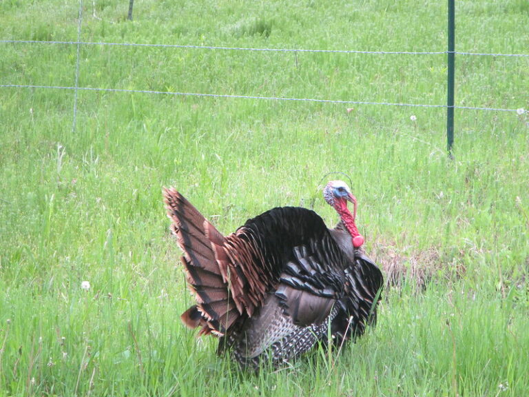 Where Should You Aim When Shooting Turkeys
