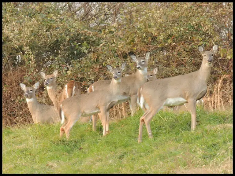 How to avoid taking button bucks while deer hunting.