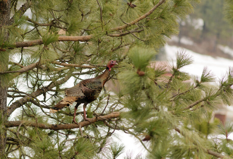 How to Find a Turkey Roost - The Predator Hunter