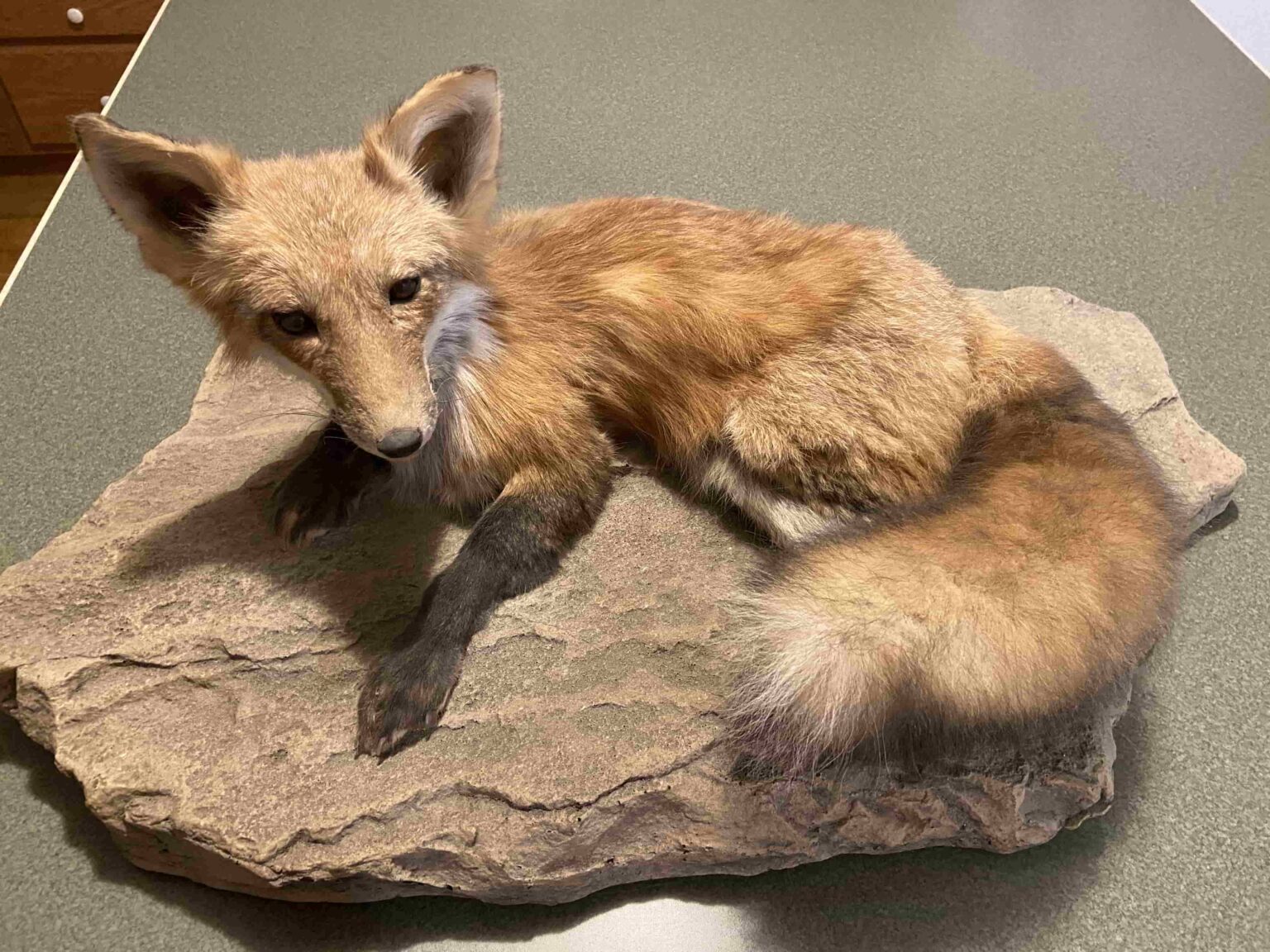 Are Foxes Canine or Feline: How to Know for Sure