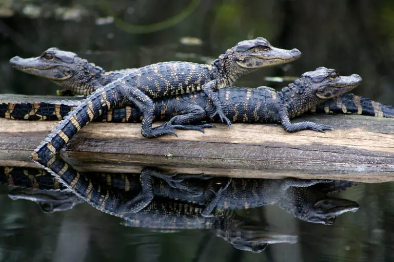 Crocodiles vs. Alligators: How to Tell them Apart