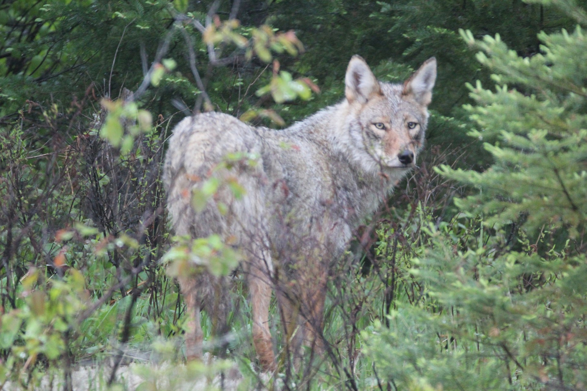Timber Wolf: How to Identify the Eastern Wolf