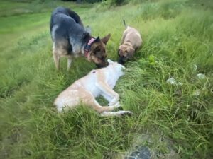 Is Coyote Poop in Your Yard? How to Identify Coyote Scat