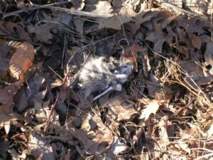 Is Coyote Poop in Your Yard? How to Identify Coyote Scat