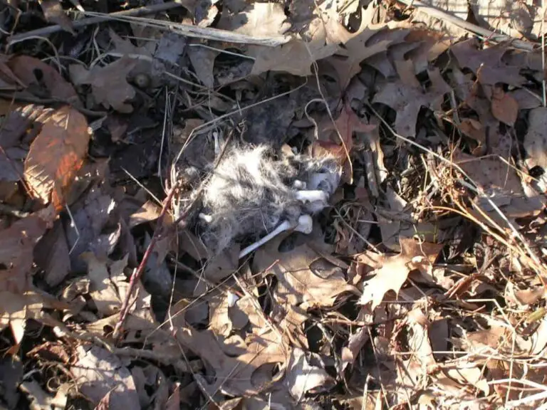Is Coyote Poop in Your Yard? How to Identify Coyote Scat