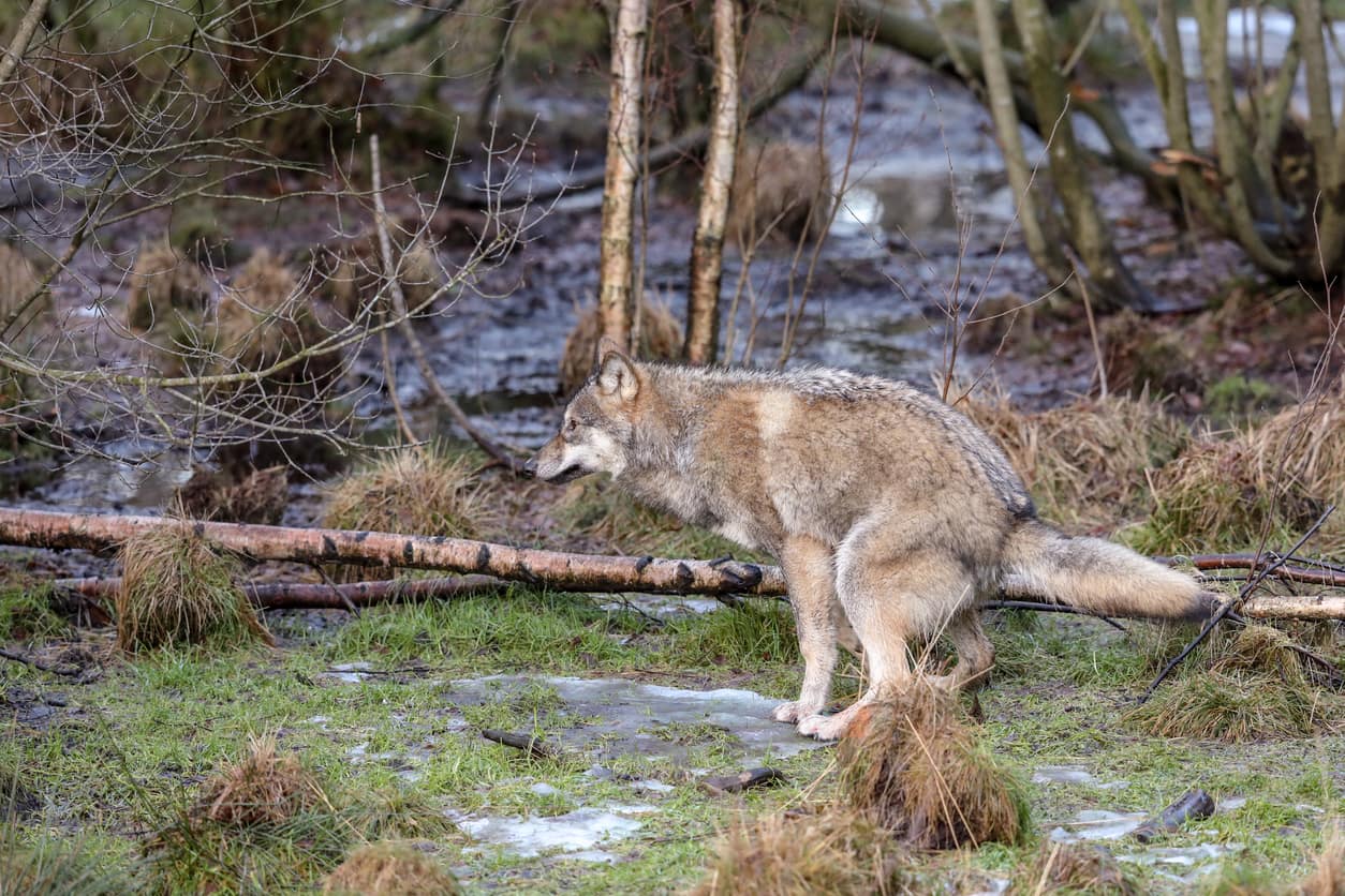 Coyote vs Wolf: Simple Tips to Spot the Difference