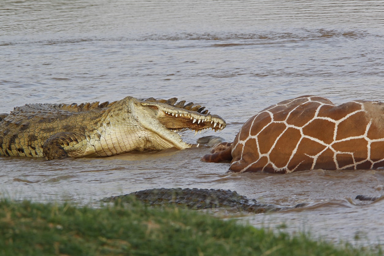 Crocodiles vs. Alligators: How to Tell them Apart