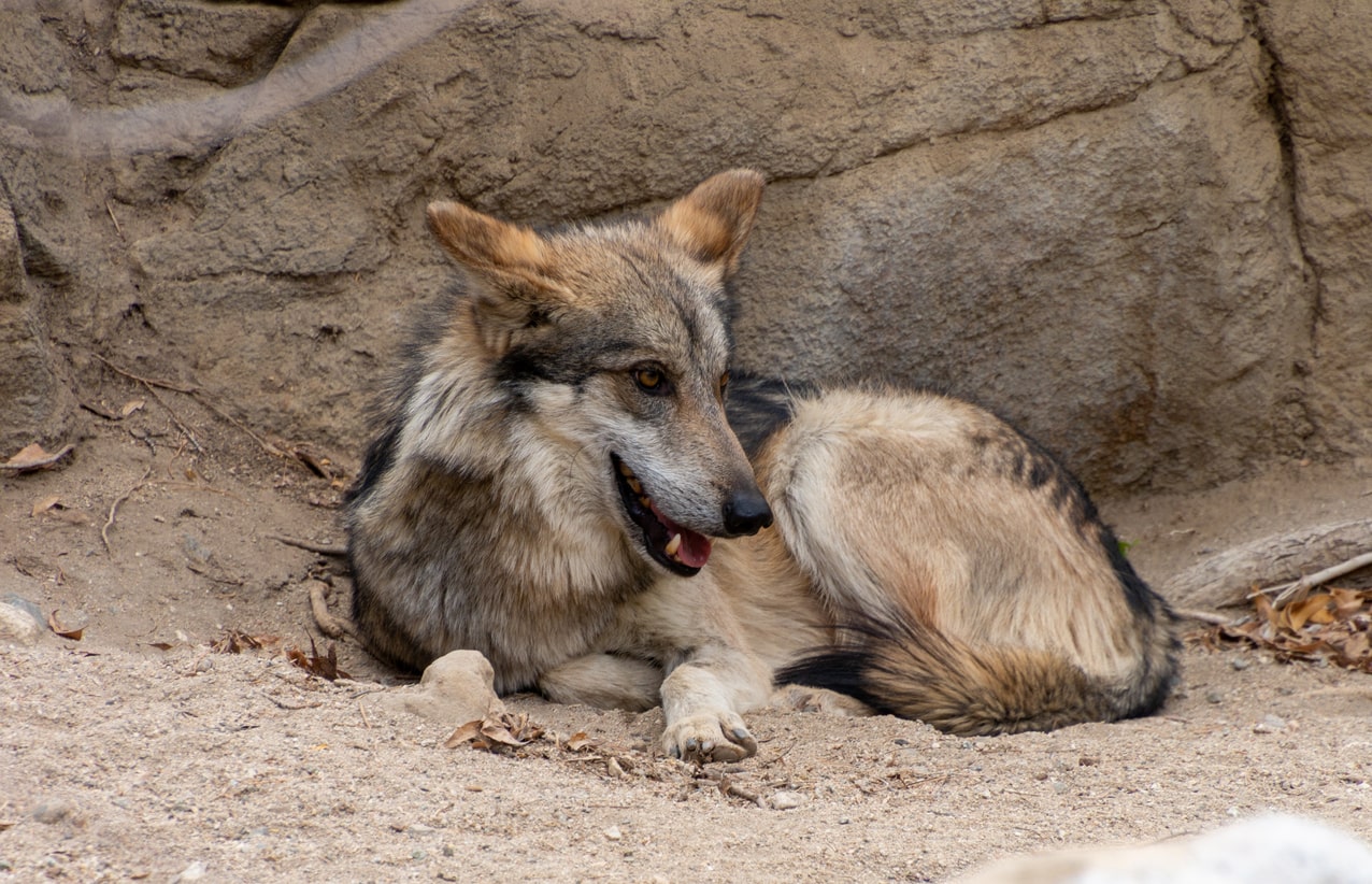 Mexican Wolf: How to Identify the Mexican Gray Wolf