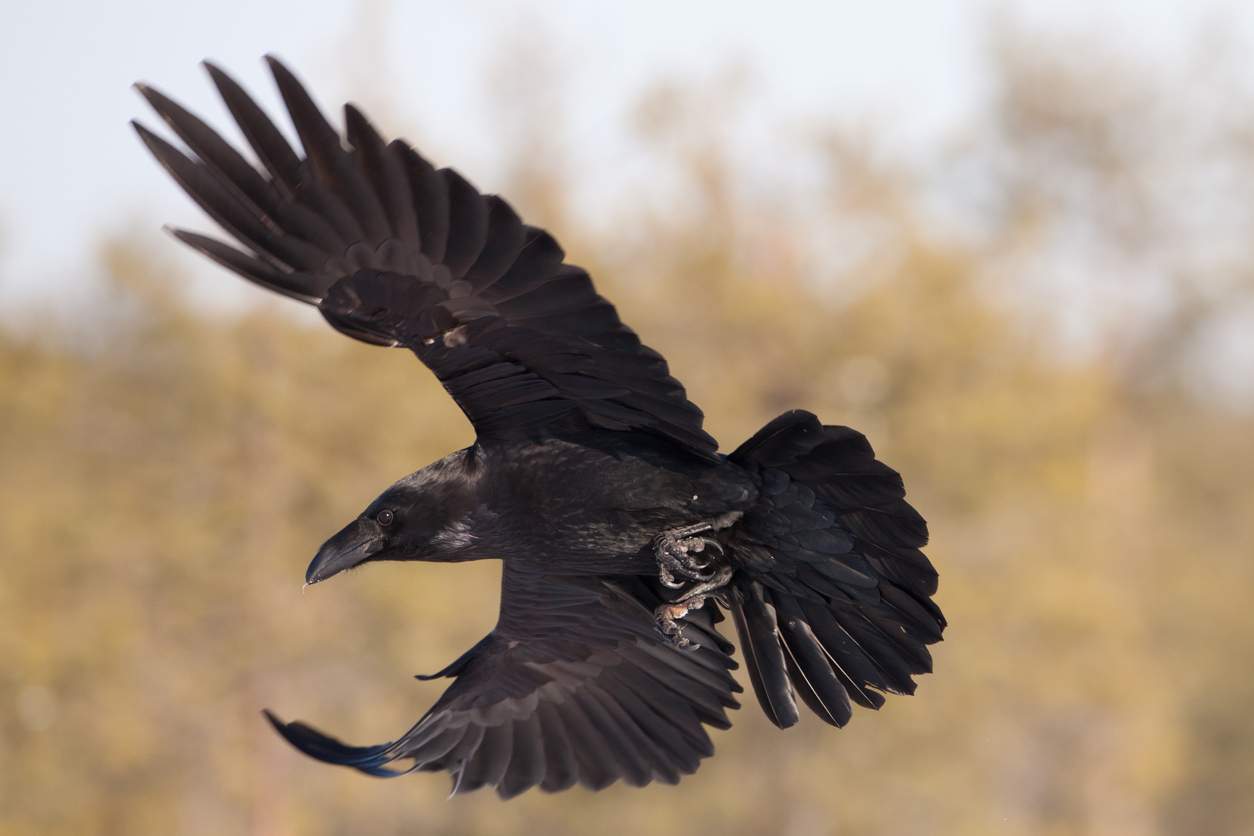 Crow vs. Raven: How to Tell the Difference (Caws and Croaks)