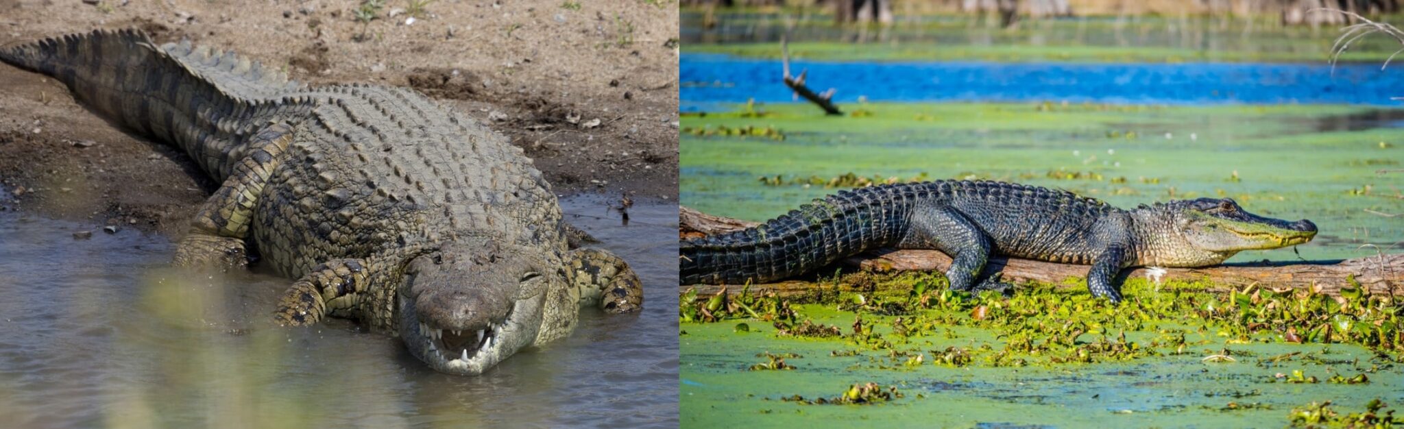 Crocodiles vs. Alligators: How to Tell them Apart