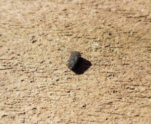 Identify Squirrel Poop with These Expert Tips