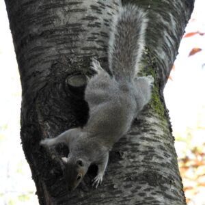 Identify Squirrel Poop with These Expert Tips
