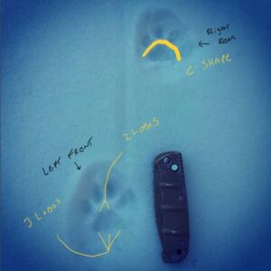 Are Bobcats Dangerous: What to Know About These Wild Cats