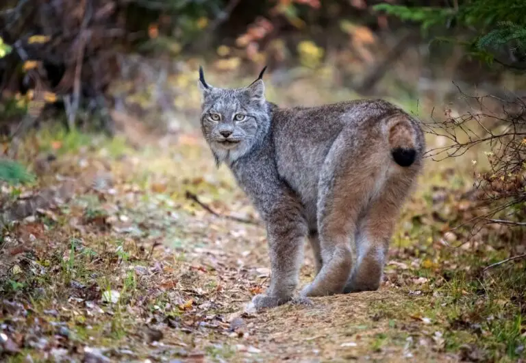 Bobcats vs Lynx: Differences in Behavior and Diet