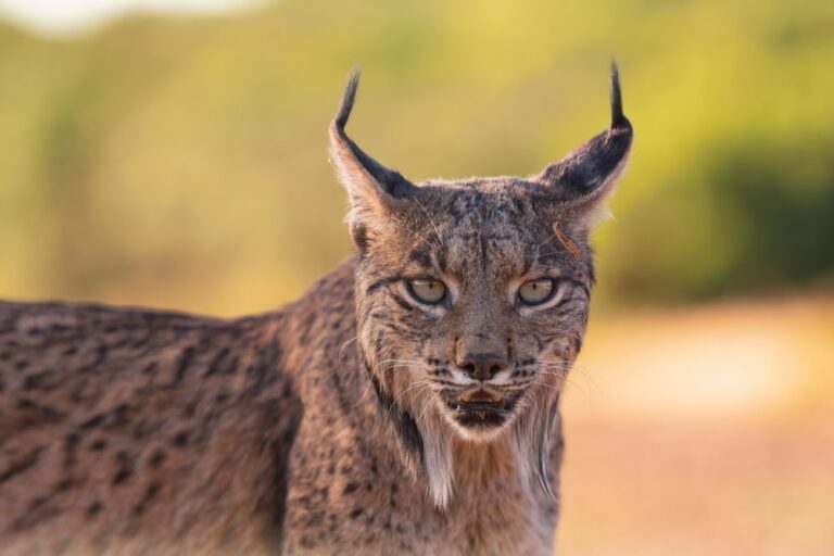 Bobcats vs Lynx: Differences in Behavior and Diet
