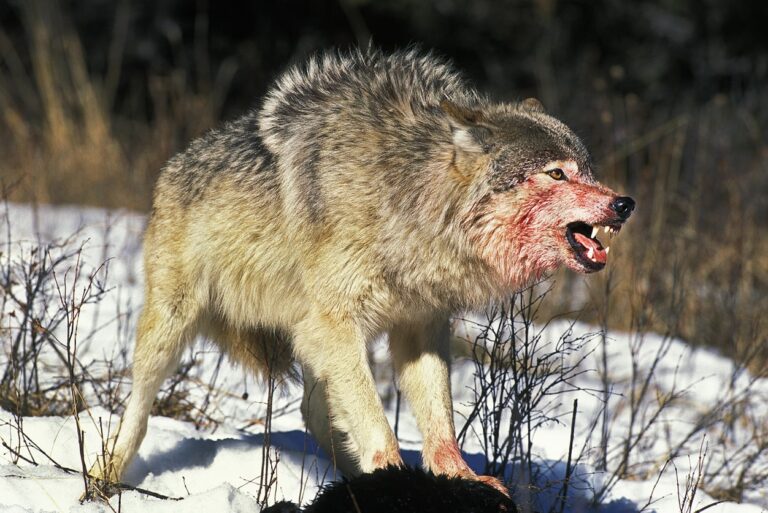 How big are wolves? - The Predator Hunter