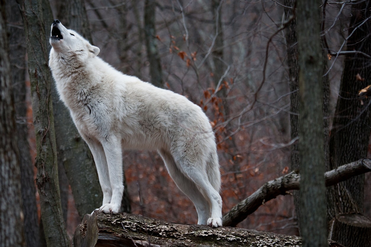 How big are wolves? - The Predator Hunter