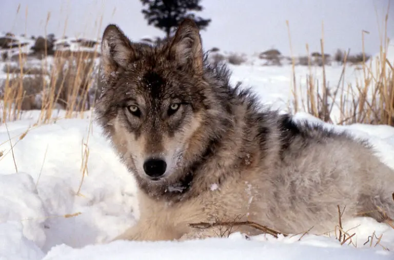 Big Wolves: 10 of the Largest Wolves by Subspecies