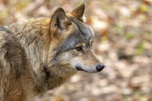 Big Wolves: 10 of the Largest Wolves by Subspecies
