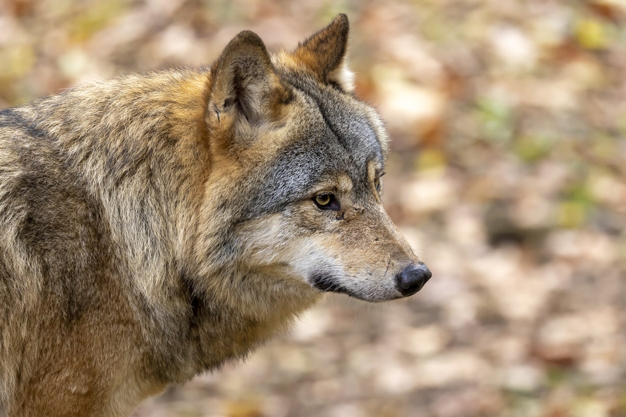 Big Wolves: 10 of the Largest Wolves by Subspecies
