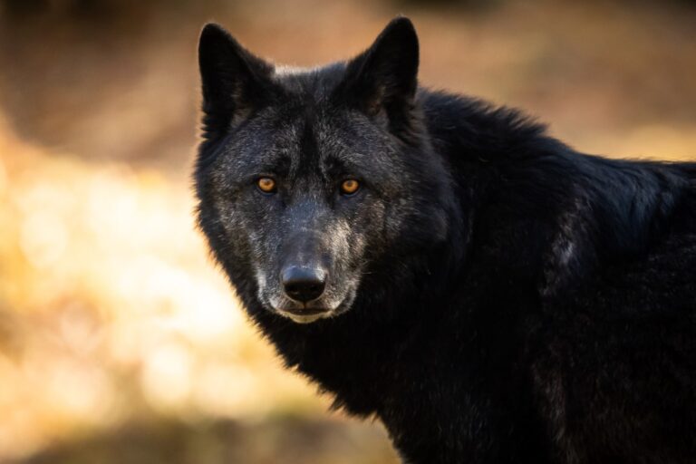 What is a Black Wolf? - The Predator Hunter