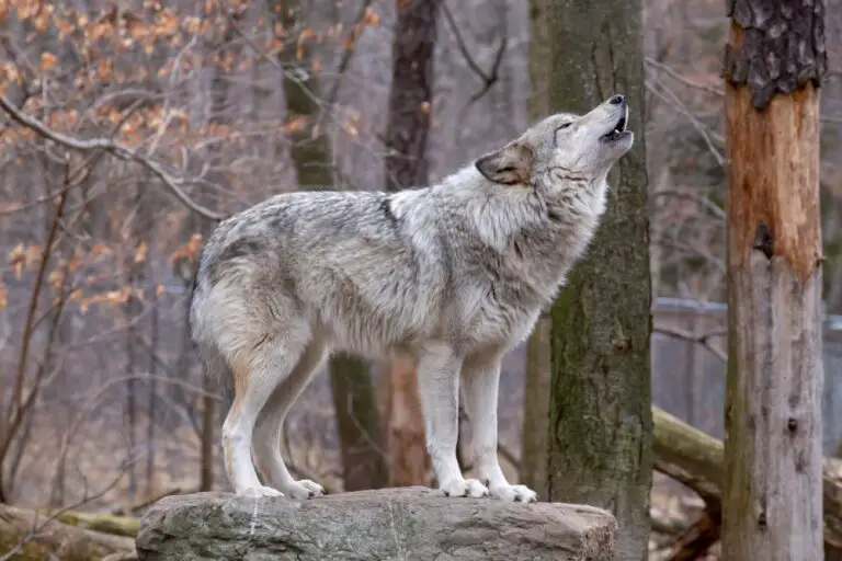 Big Wolves: 10 of the Largest Wolves by Subspecies