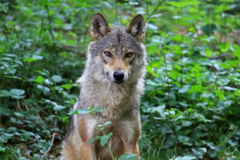 Big Wolves: 10 of the Largest Wolves by Subspecies